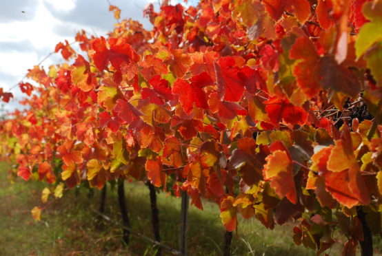 Wineries | Canberra District Wine Industry Association